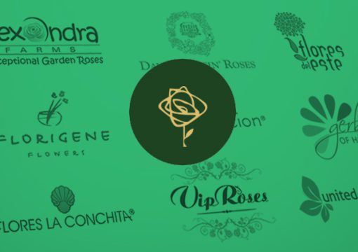 Walk in Cash and Carry Flowers Promotion | Direct Wholesale Flower