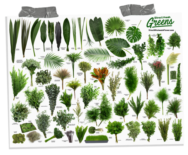 Greenleaf Wholesale | Greens and Foliages - Flower Wholesale in Singapore