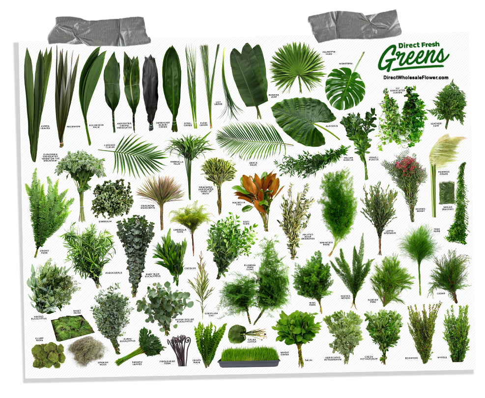 Greenleaf Wholesale | Greens and Foliages - Flower Wholesale in Singapore