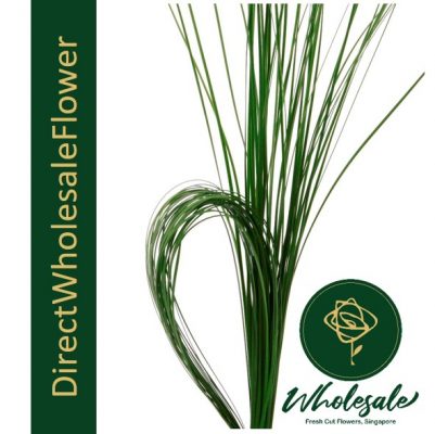 STEEL GRASS - Flower Wholesale in Singapore