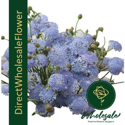 DIDISCUS [BLUE LACE FLOWER] (翠珠花) - Flower Wholesale in Singapore