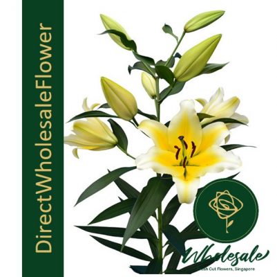 LILY YELLOW MANISSA (黄天霸) - Flower Wholesale in Singapore